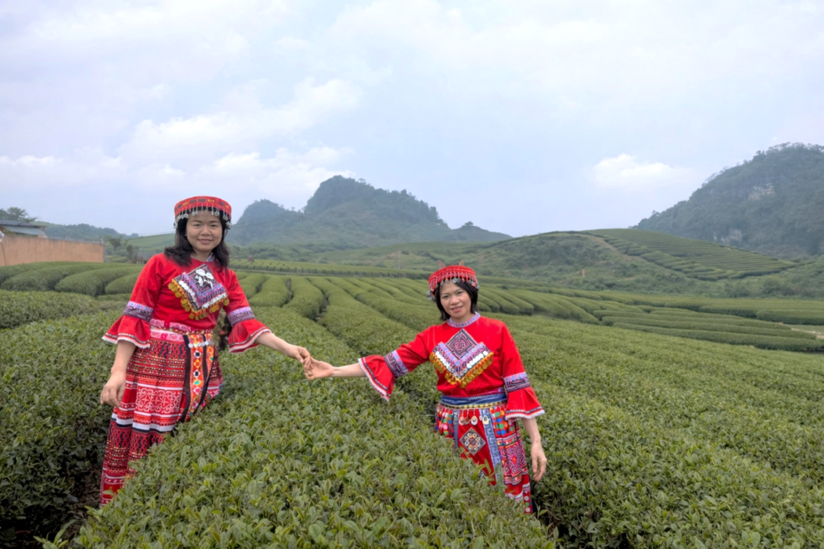 PV PAINT - DU XUÂN LÊN ĐỈNH - PV PAINT